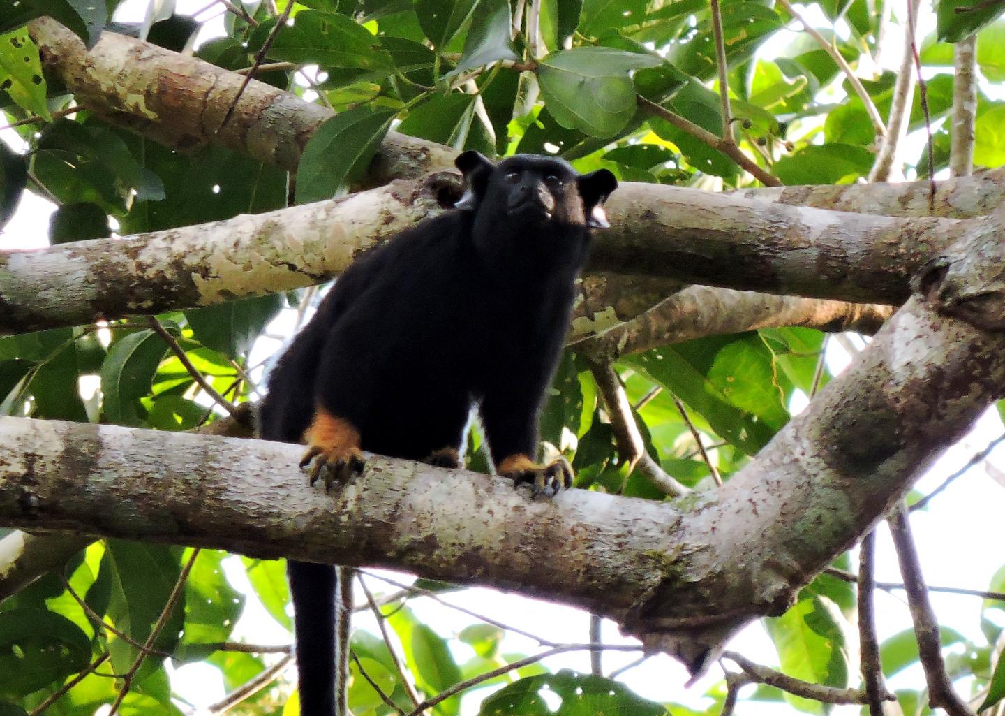 Red-handed tamarin (Saguinus m [IMAGE] | EurekAlert! Science News Releases