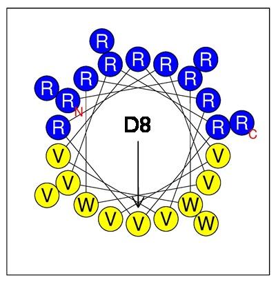 D8: a New Antimicrobial Peptid [IMAGE] | EurekAlert! Science News Releases