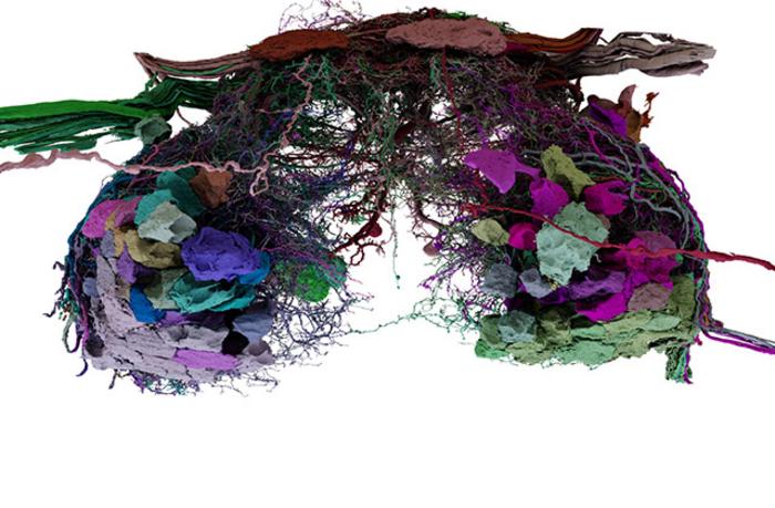 Motor neurons that control mus [IMAGE] | EurekAlert! Science News Releases