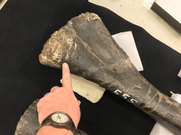 Theropod bite marks on limb bo [IMAGE] | EurekAlert! Science News Releases