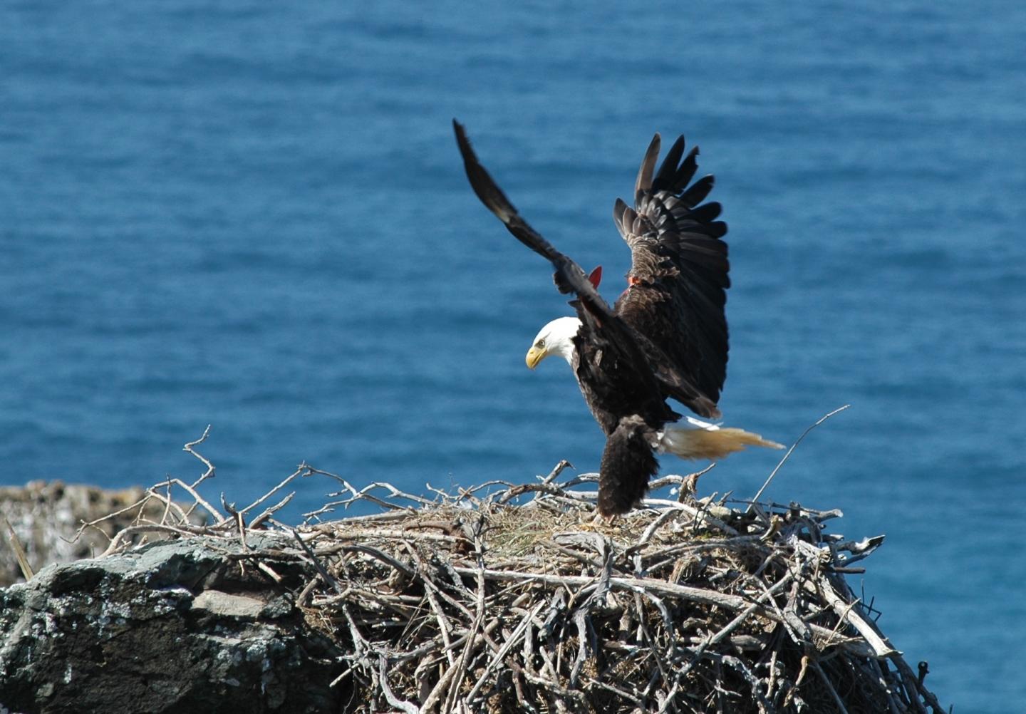 Reintroduced Channel Islands eagles thrive on | EurekAlert!