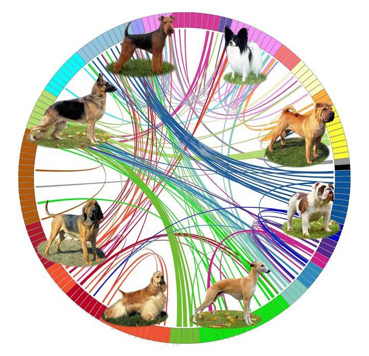 Genetic Analysis of Dog Breeds [IMAGE] | EurekAlert! Science News Releases