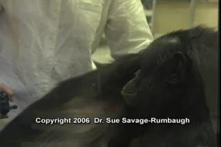 If bonobo Kanzi can point as humans do, what | EurekAlert!