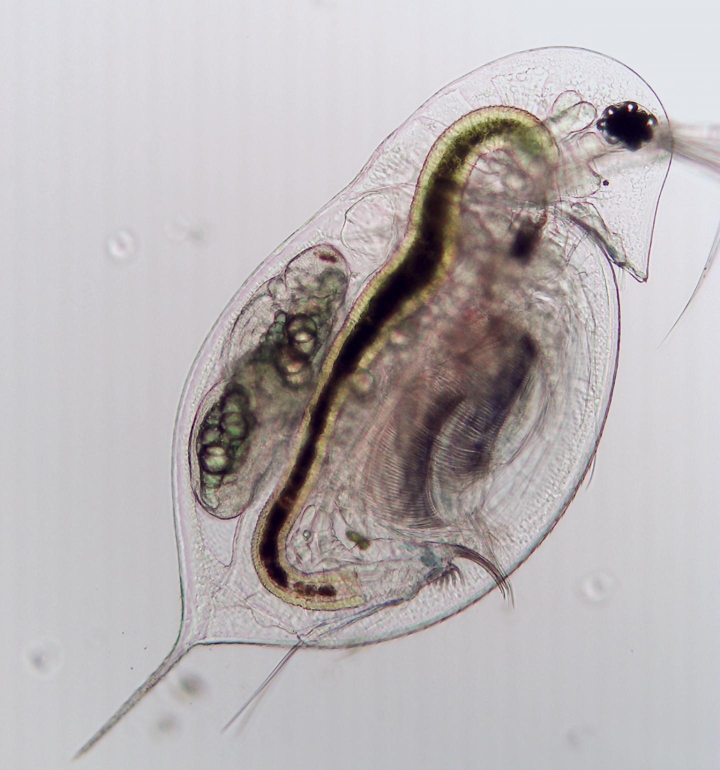 Healthy zooplankton (Daphnia d [IMAGE] | EurekAlert! Science News Releases