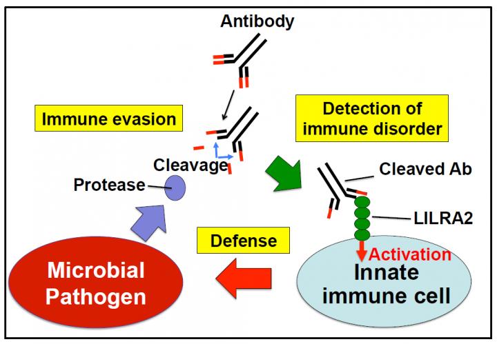 Discovery of a new defense system against mic | EurekAlert!