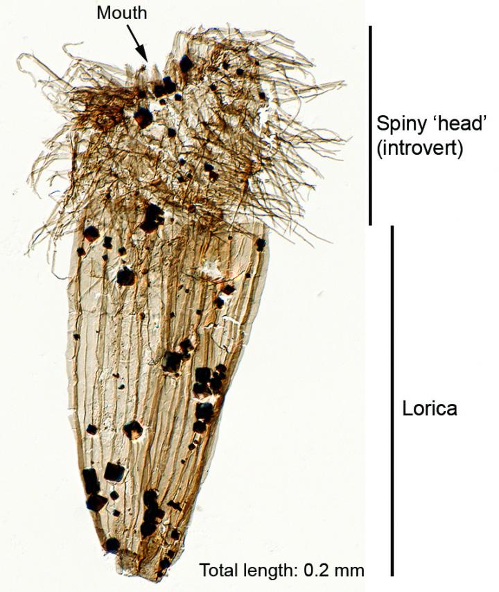 Fossil Loriciferan [IMAGE] | EurekAlert! Science News Releases