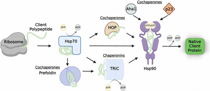 Molecular chaperones: Guardian [IMAGE] | EurekAlert! Science News Releases