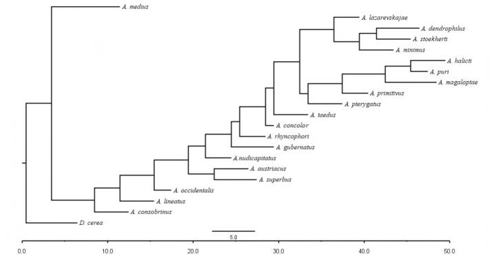 Phylogram [IMAGE] | EurekAlert! Science News Releases