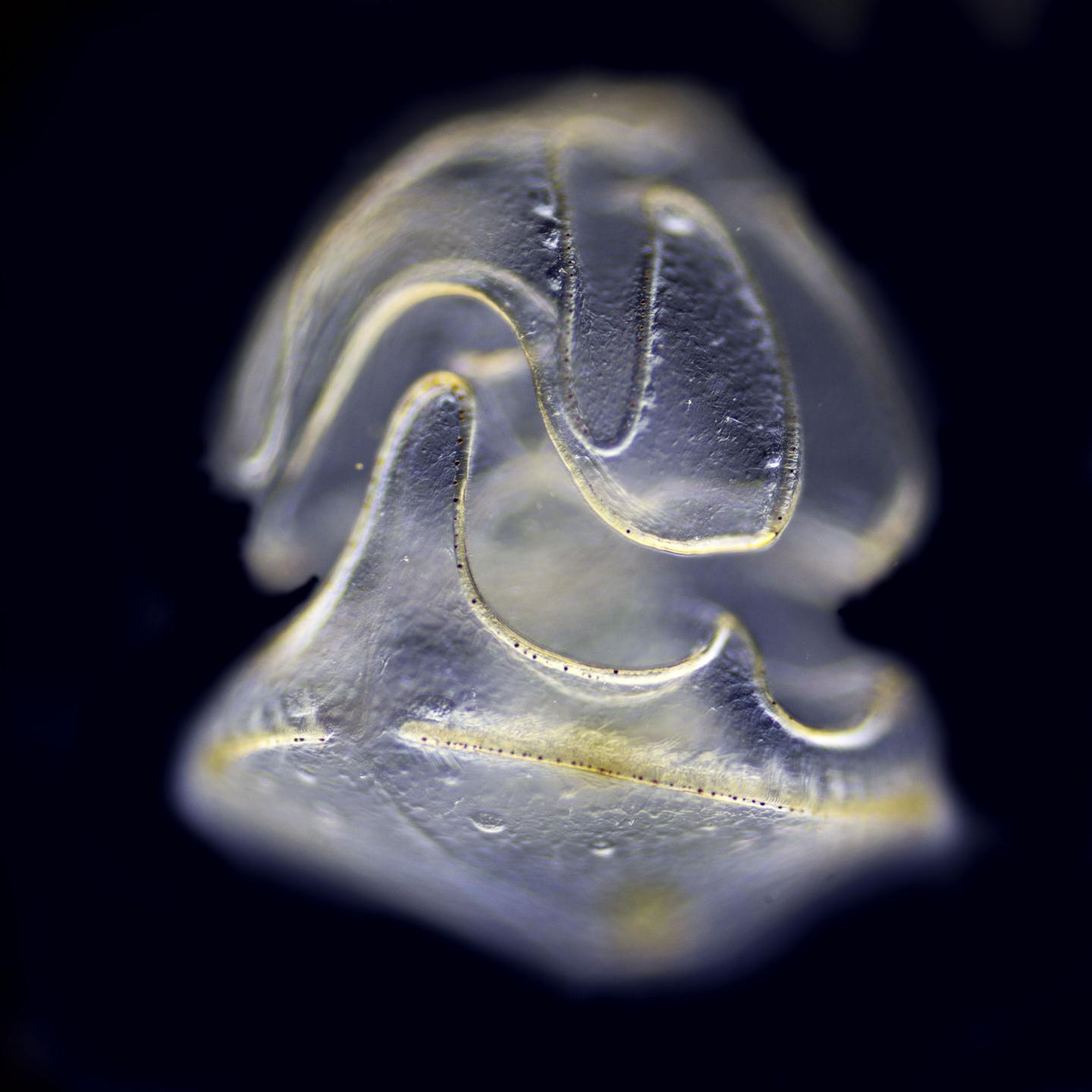 Who needs a body? Not these larvae, which are | EurekAlert!