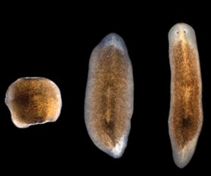 PlanariaRegen [IMAGE] | EurekAlert! Science News Releases