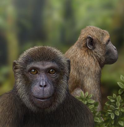 African Oligocene Primates [IMAGE] | EurekAlert! Science News Releases