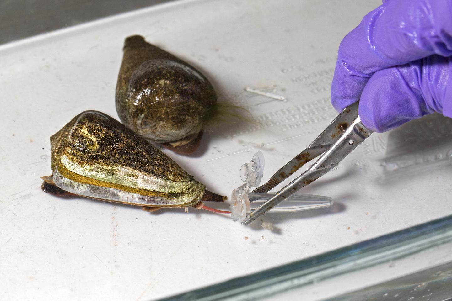 How the cone snail's deadly venom can help us | EurekAlert!