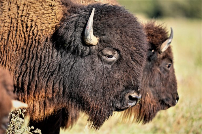 AgriLife Research studies bison in Texas | EurekAlert!