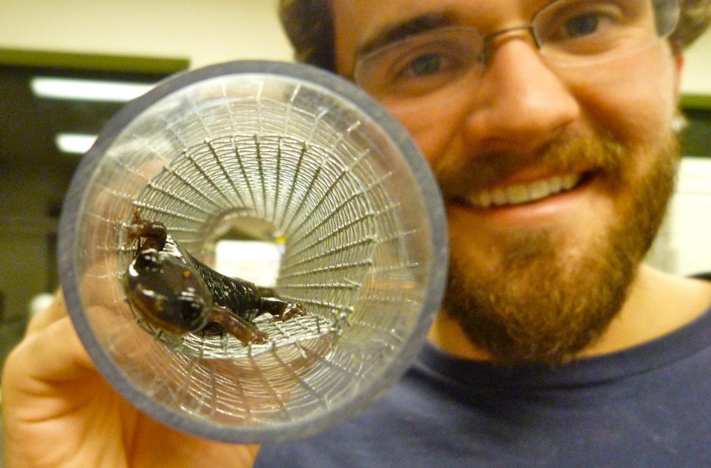 Salamanders' Resilience to a Warming Climate | EurekAlert!