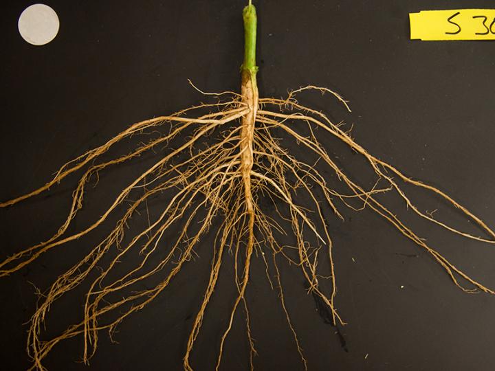 Roots [IMAGE] | EurekAlert! Science News Releases