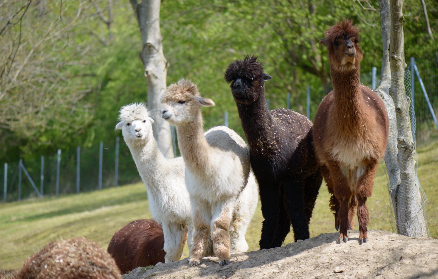 Alpacas [IMAGE] | EurekAlert! Science News Releases