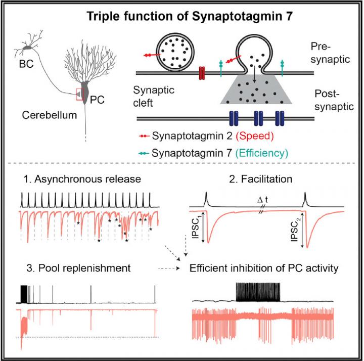 The Triple Function of Synapto [IMAGE] | EurekAlert! Science News Releases