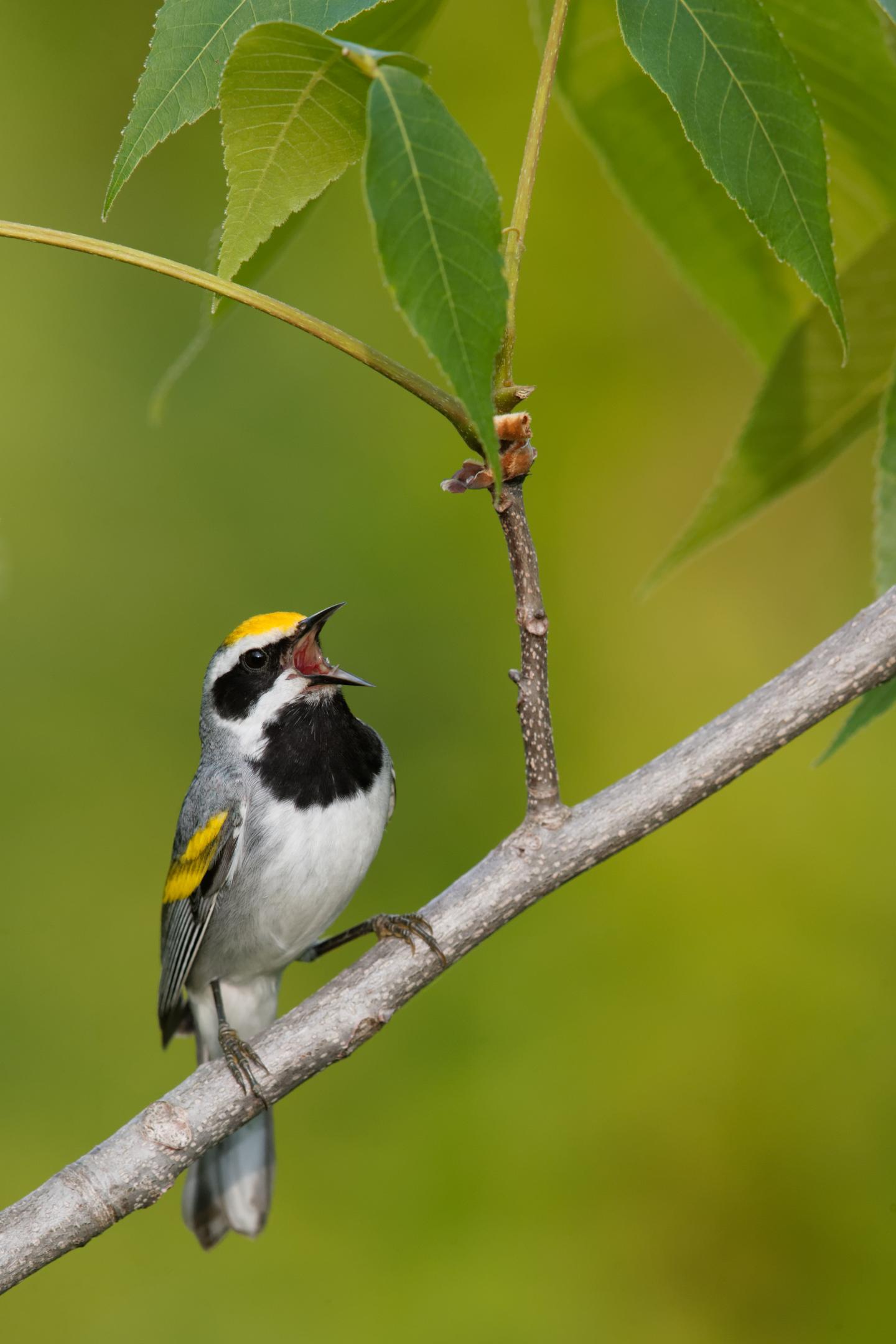 Golden-Winged Warbler Singing [IMAGE] | EurekAlert! Science News Releases