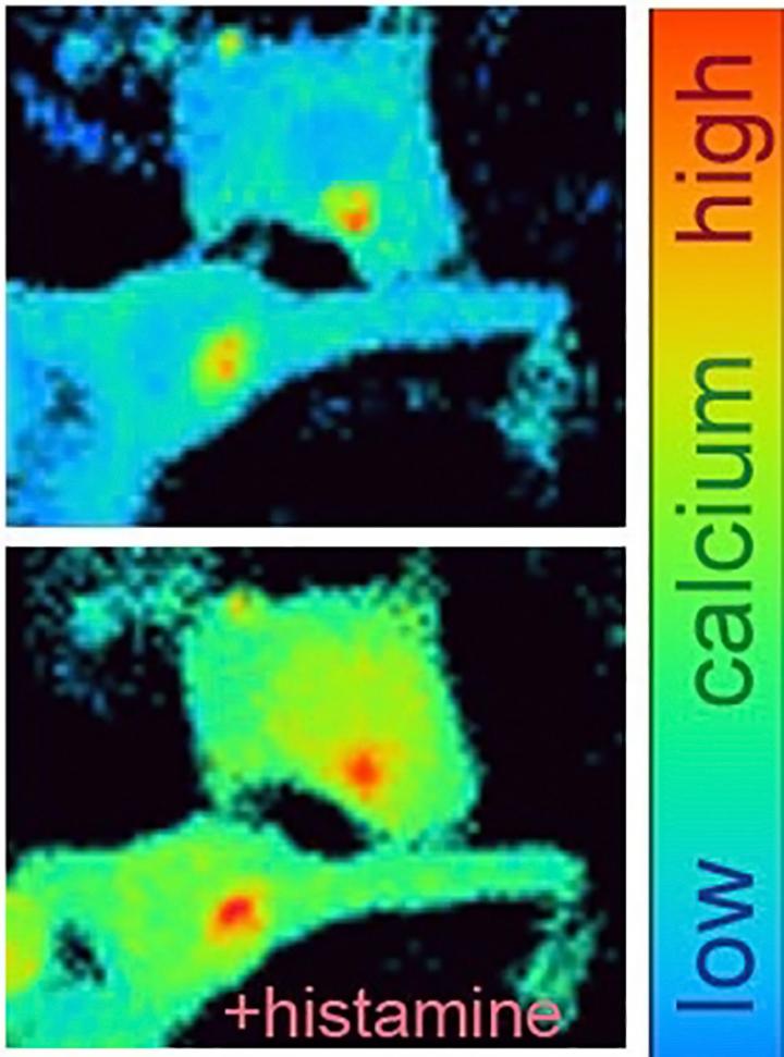 Flow of Calcium in Mouse Skin [IMAGE] | EurekAlert! Science News Releases