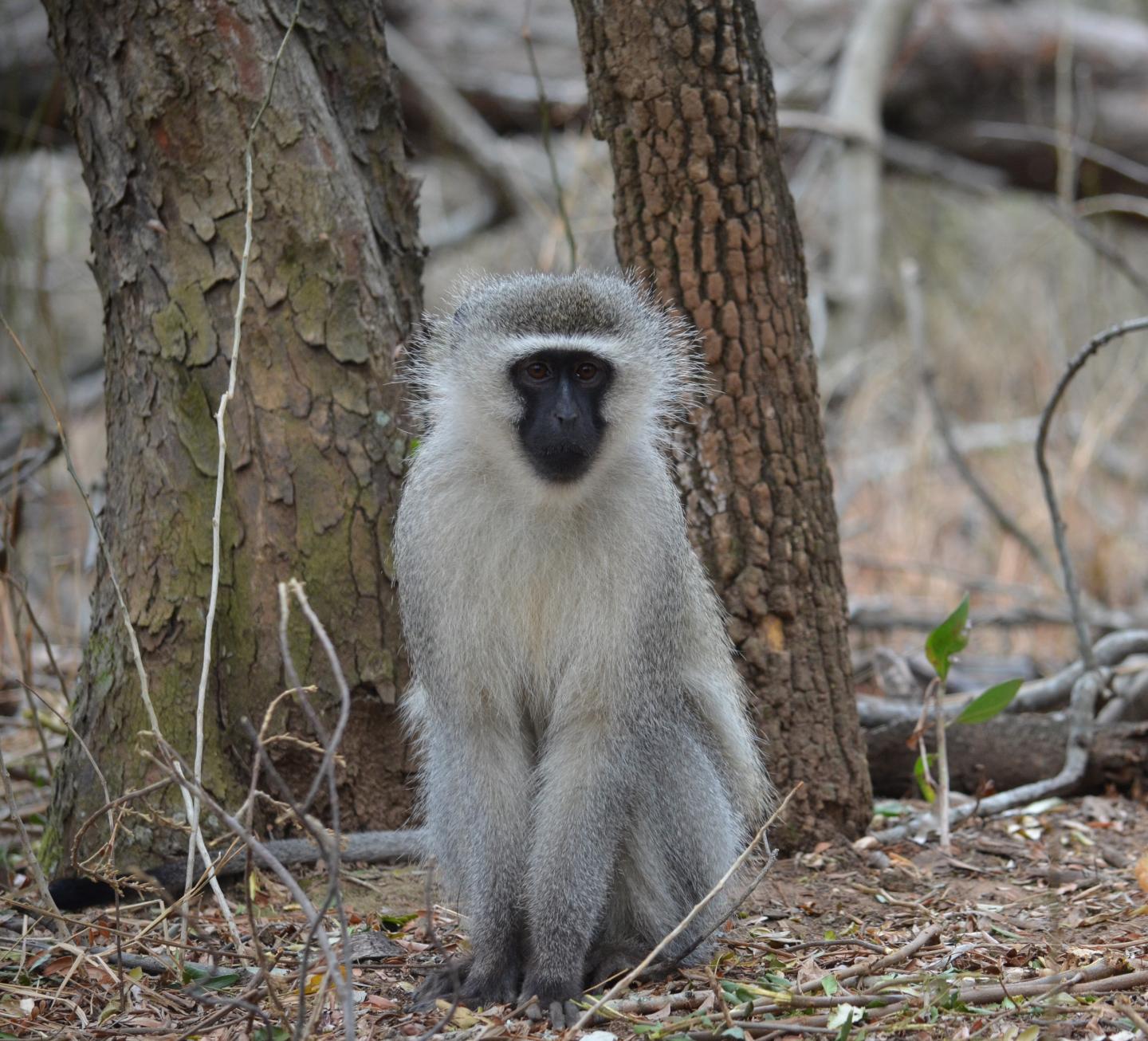 Male Vervet Monkey [IMAGE] | EurekAlert! Science News Releases