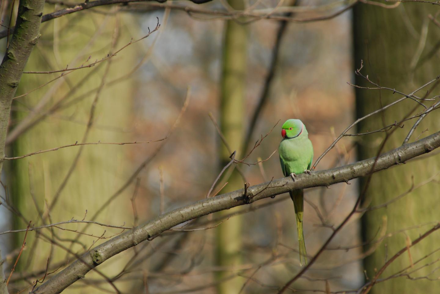 Ring-necked Parakeet in Brusse [IMAGE] | EurekAlert! Science News Releases