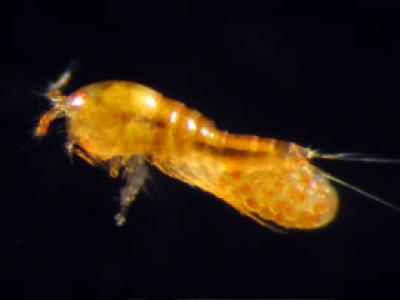 Scripps Oceanography scientists discover caus | EurekAlert!