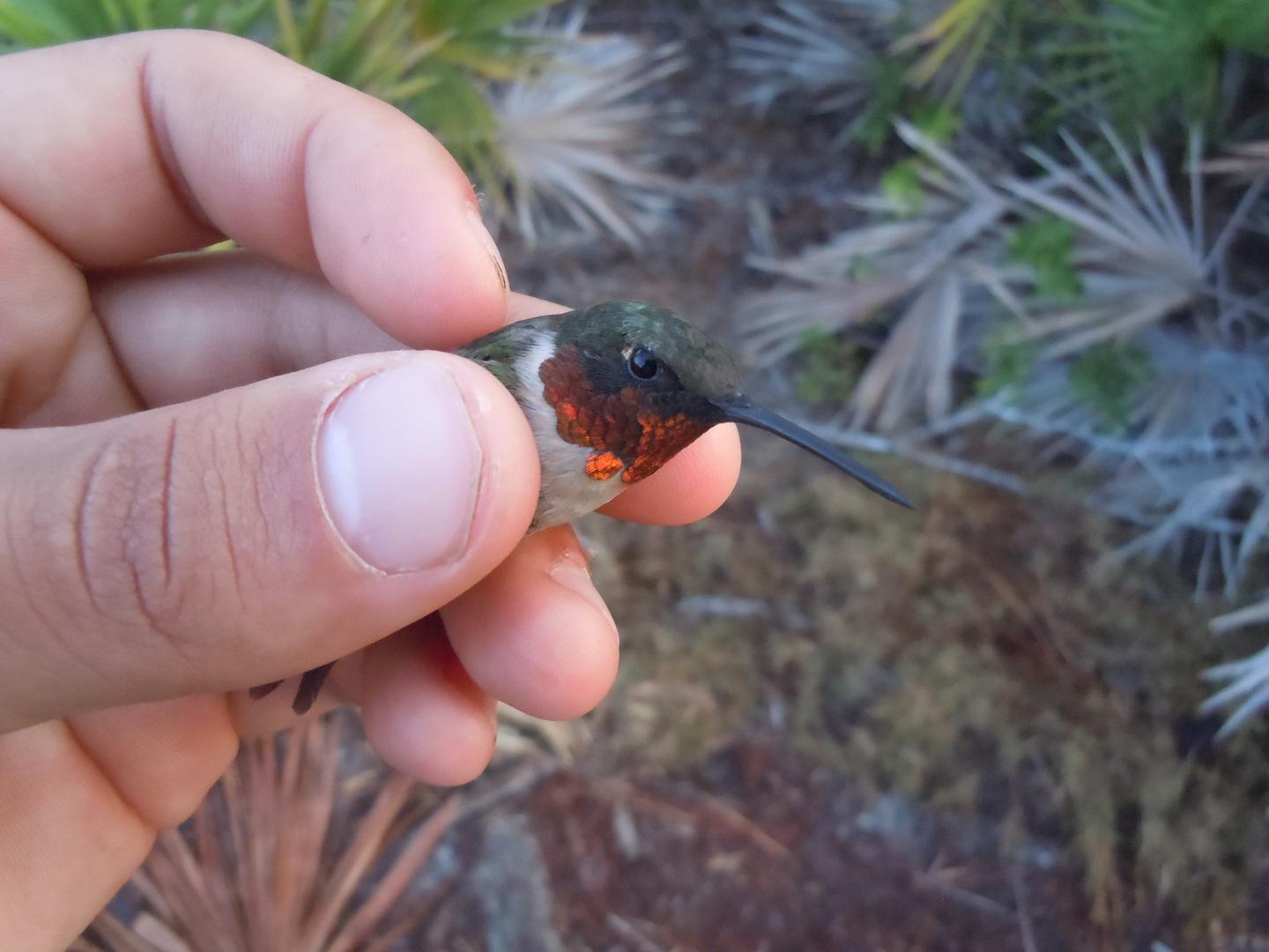Tiny hummingbirds' incredible migration | EurekAlert!