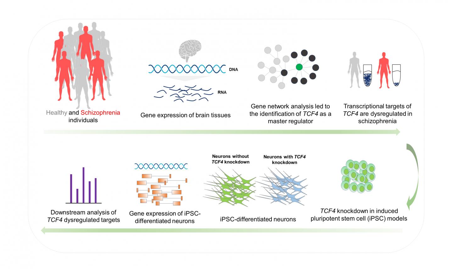 TCF4: One of Many Genes That Influences Schiz | EurekAlert!