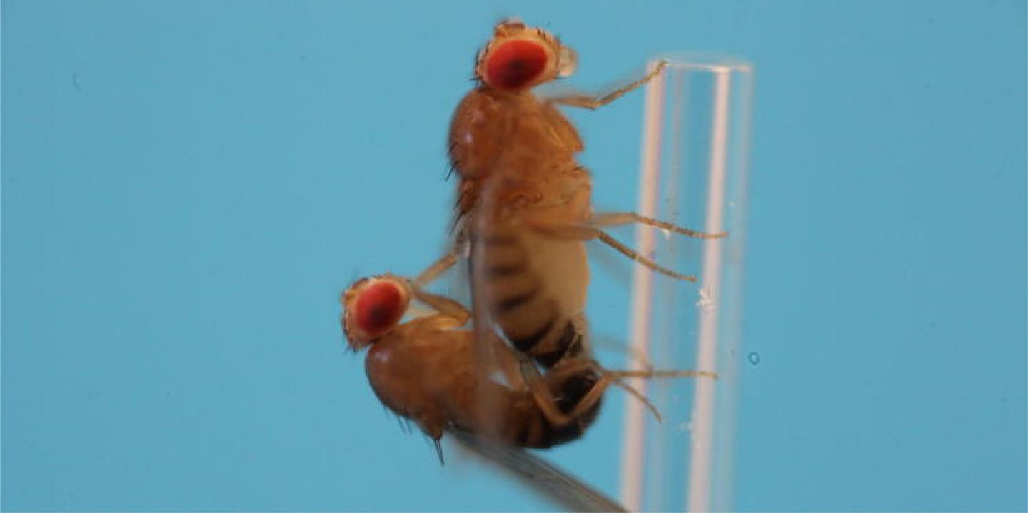Fruit Flies [IMAGE] | EurekAlert! Science News Releases