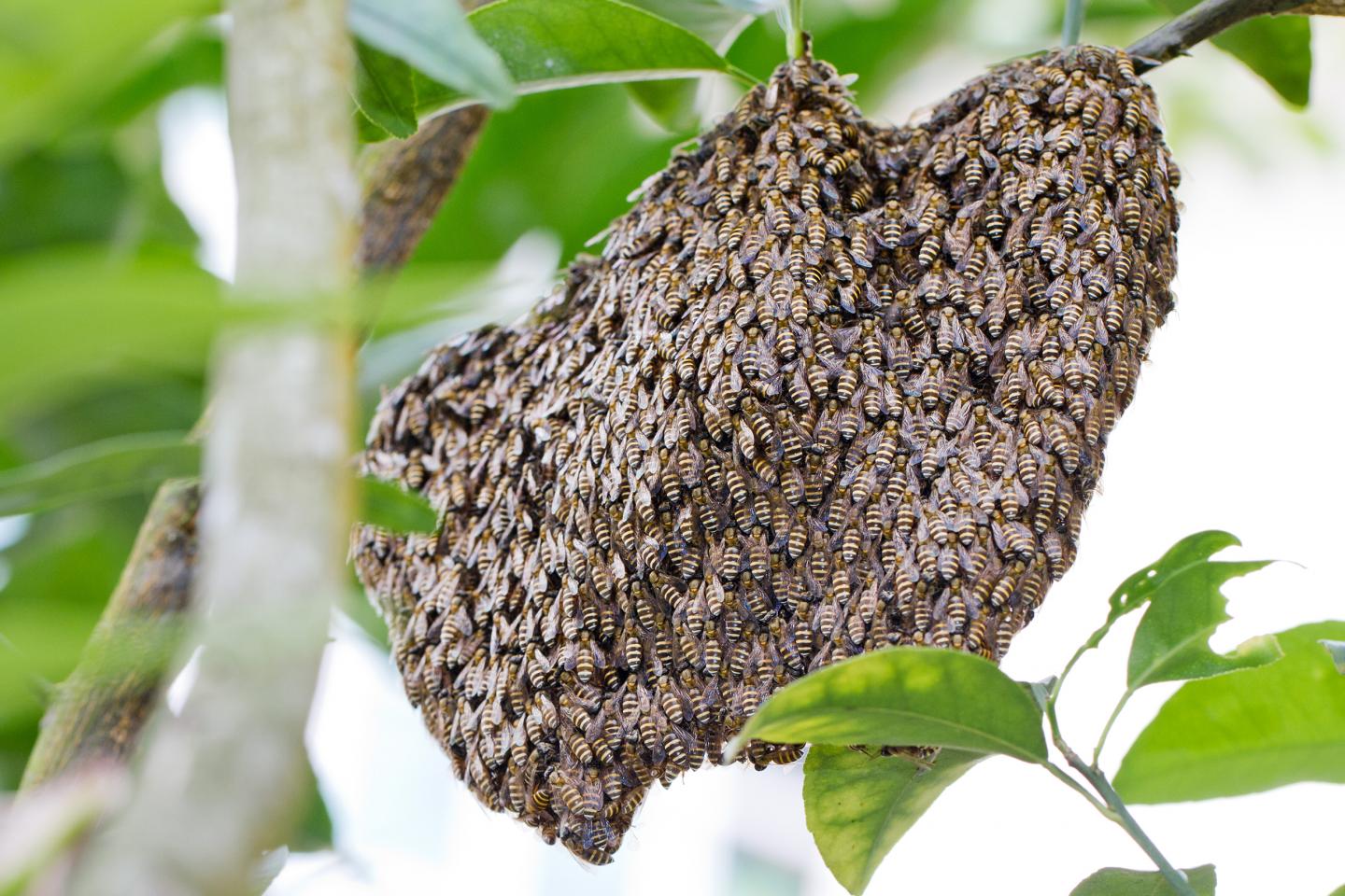 Social Bees Far and Wide Share Their Gut Bact | EurekAlert!
