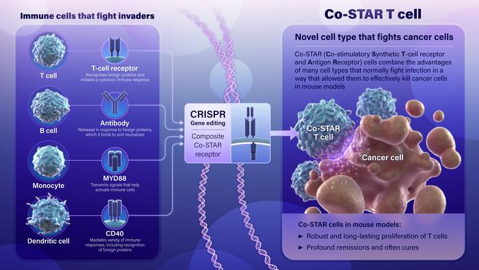 New Co-STAR receptor shows promise treating c | EurekAlert!