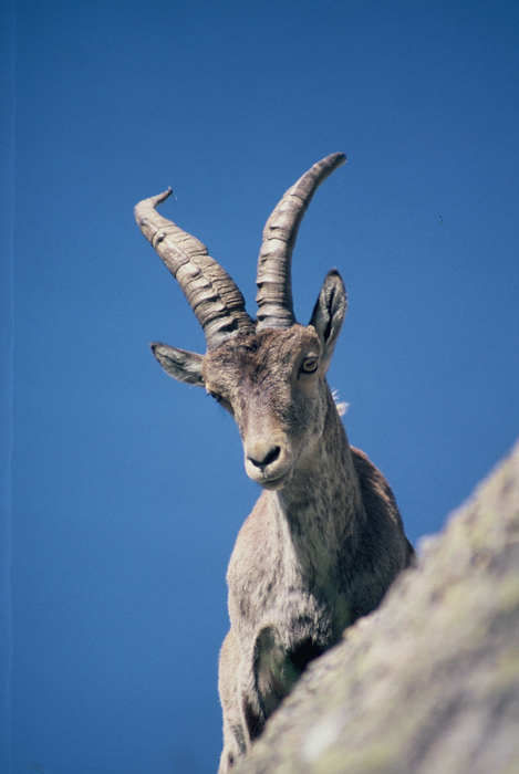 Capra pyrenaica [IMAGE] | EurekAlert! Science News Releases
