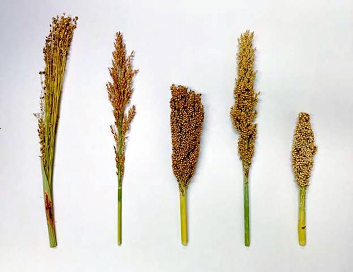 Sorghum Races [IMAGE] | EurekAlert! Science News Releases