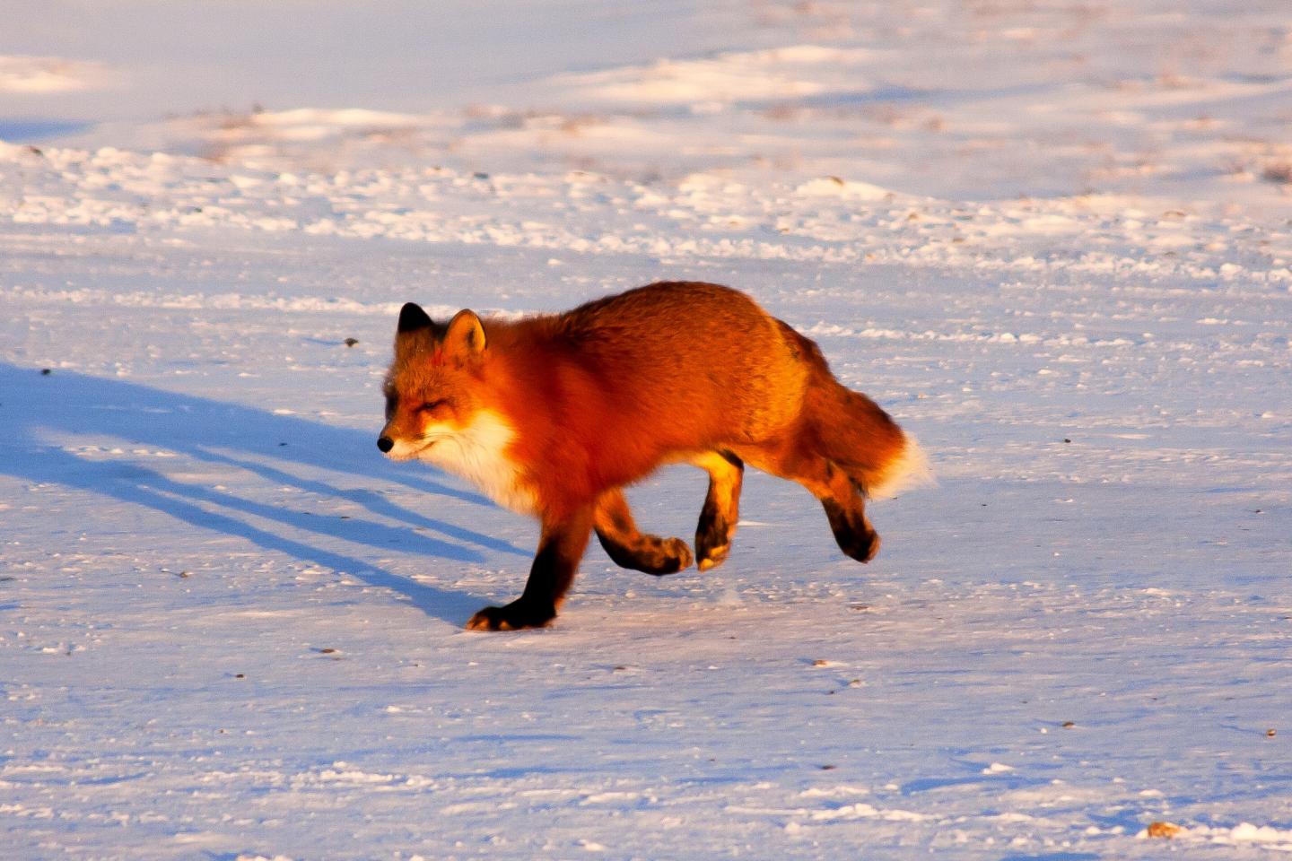 Arctic Monitoring [IMAGE] | EurekAlert! Science News Releases