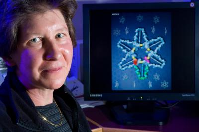 Scientists construct visual of intracellular | EurekAlert!