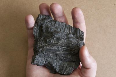 Graptolite Graveyard [IMAGE] | EurekAlert! Science News Releases