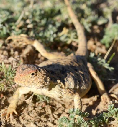 Evolution of live birth | EurekAlert!