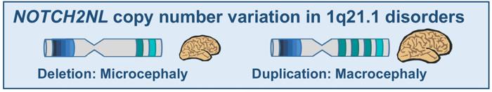 NOTCH2NL Copy Number [IMAGE] | EurekAlert! Science News Releases
