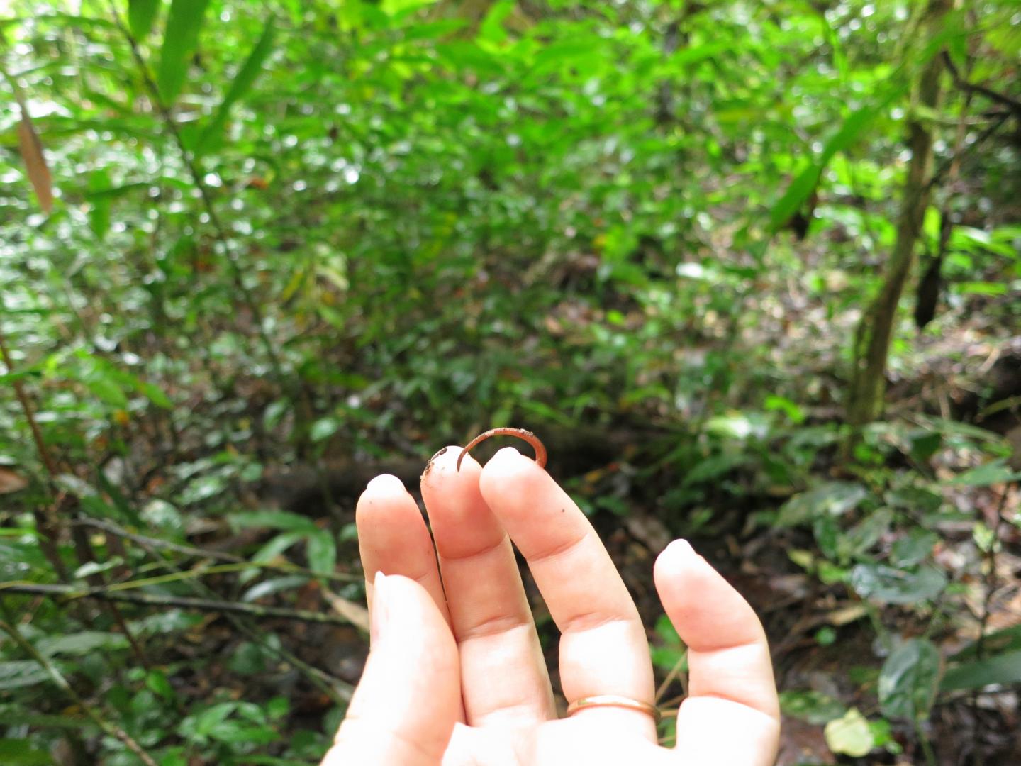 Collecting Leeches [IMAGE] | EurekAlert! Science News Releases