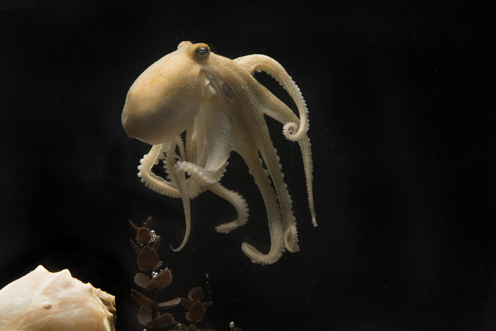 Octopus bimaculoides 5 [IMAGE] | EurekAlert! Science News Releases