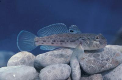 Round Goby [IMAGE] | EurekAlert! Science News Releases