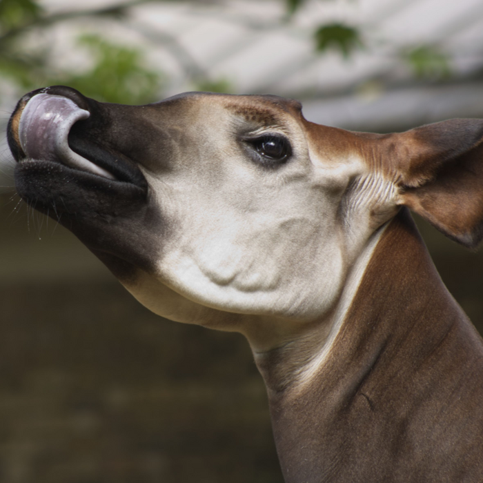 Okapi [IMAGE] | EurekAlert! Science News Releases