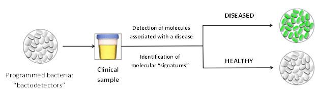 Modified Bacteria [IMAGE] | EurekAlert! Science News Releases
