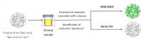 Intelligent bacteria for detecting disease | EurekAlert!