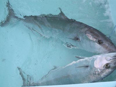 Amberjack Broodstock [IMAGE] | EurekAlert! Science News Releases