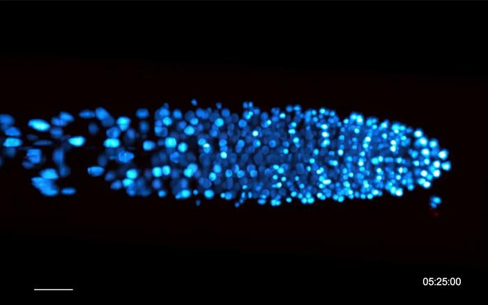 From growing roots, clues to how stem cells d | EurekAlert!