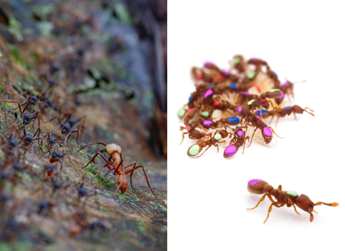 Army Ants [IMAGE] | EurekAlert! Science News Releases