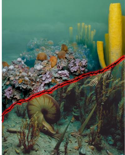 Marine Communities Are More Complex Now | EurekAlert!