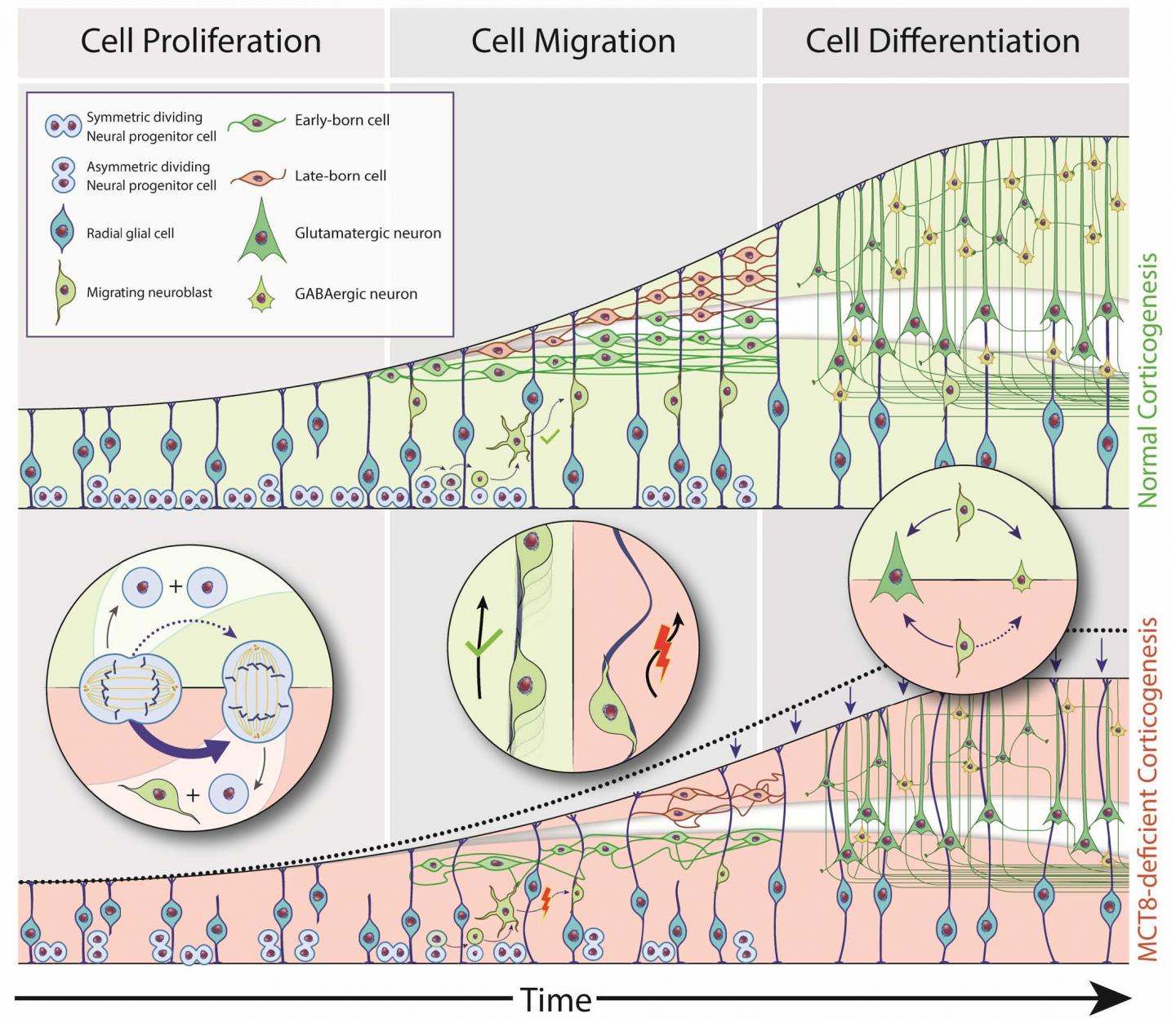 Corticogenesis [IMAGE] | EurekAlert! Science News Releases