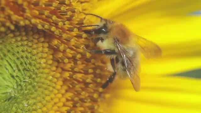Bees have brains for basic math: Study | EurekAlert!